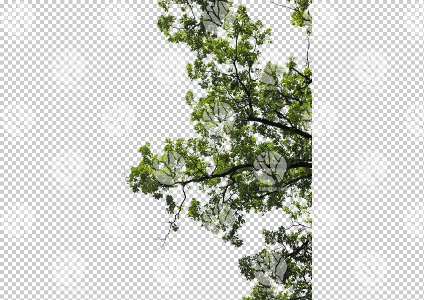 Gobotree - cut-out of large tree during spring hanging