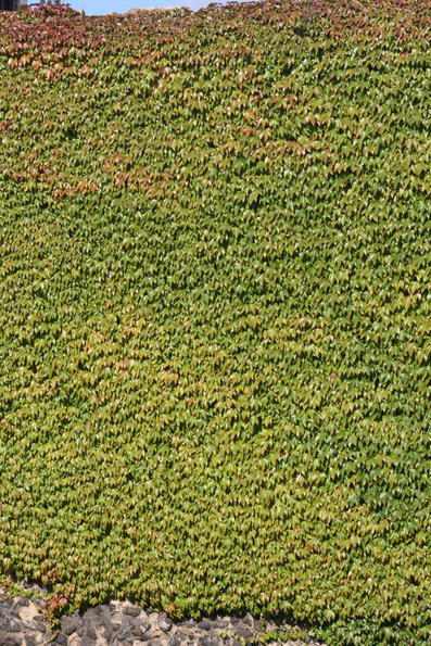 Gobotree - texture of greenery