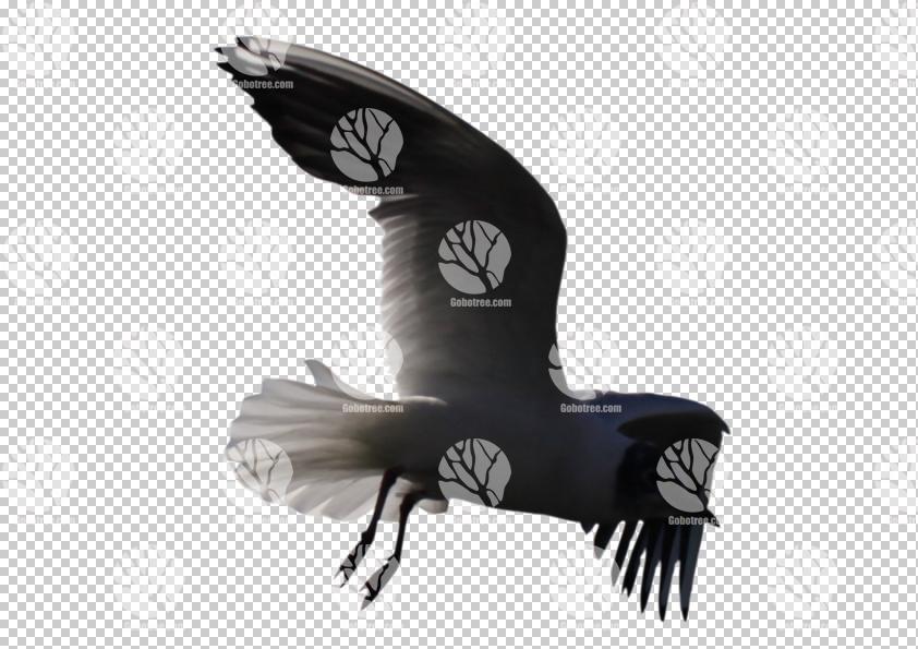 Gobotree - cut-out of adult bird flying