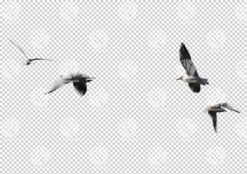 Gobotree - cut-out of bird flying