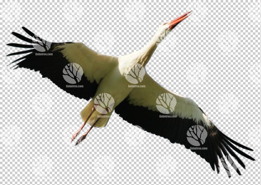 Gobotree - cut-out of adult bird flying