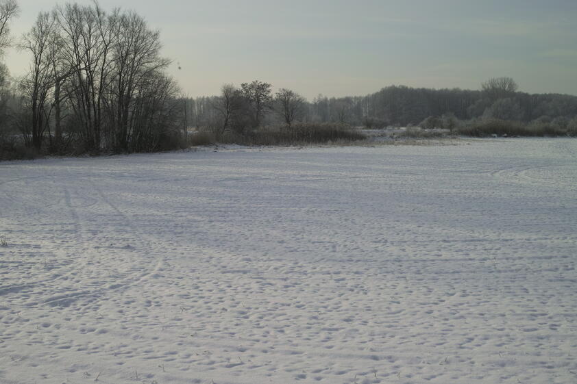 Gobotree - image from Poland landscape during winter day