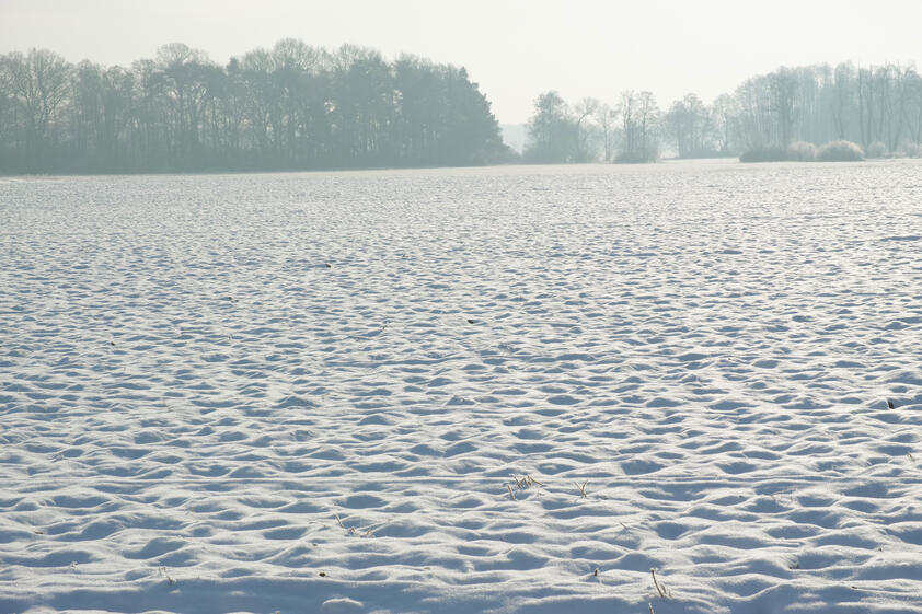 Gobotree - image from Poland landscape during winter day