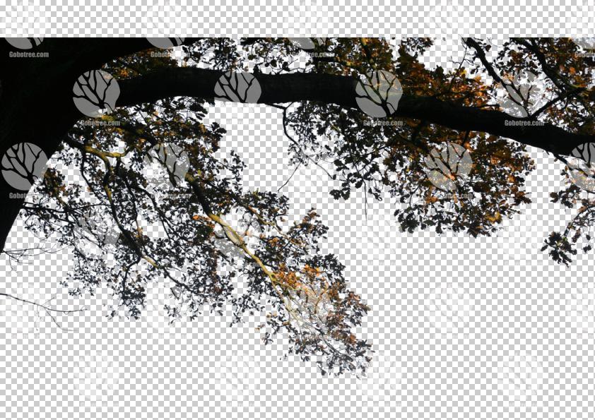 Gobotree - cut-out of large tree during autumn hanging
