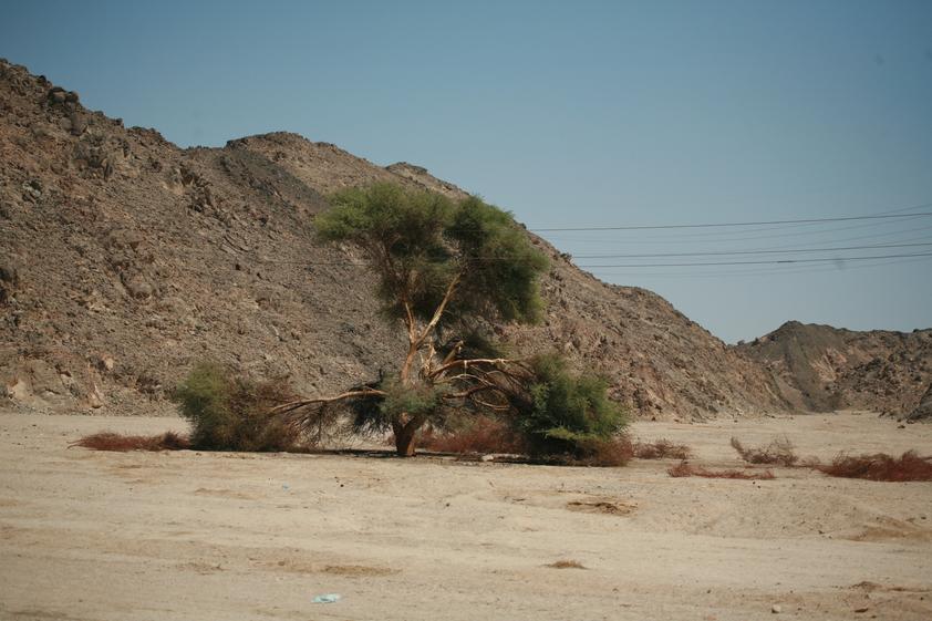Gobotree - image from East Timor desert during day