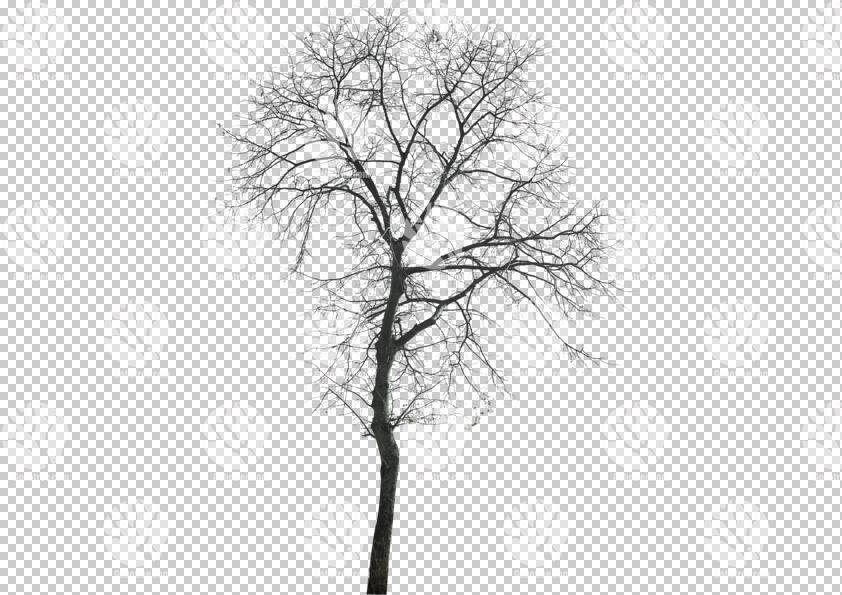 Gobotree - cut-out of large tree during autumn