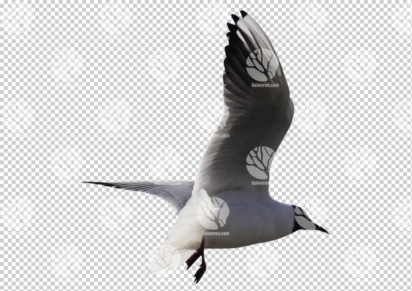 Gobotree - cut-out of adult bird flying