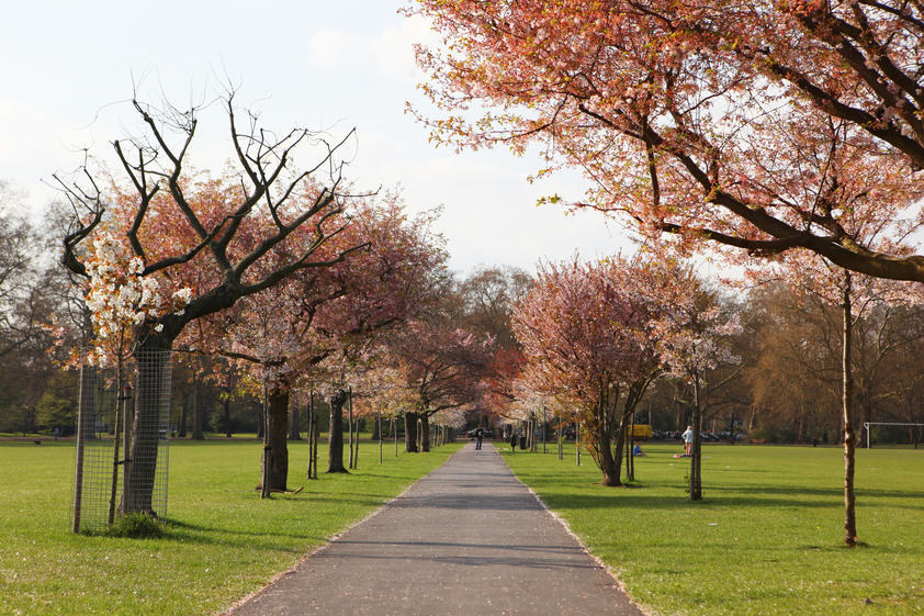 Gobotree - image from The United Kingdom London park during spring day