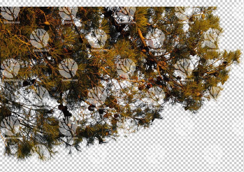 Gobotree - cut-out of large tree during autumn hanging